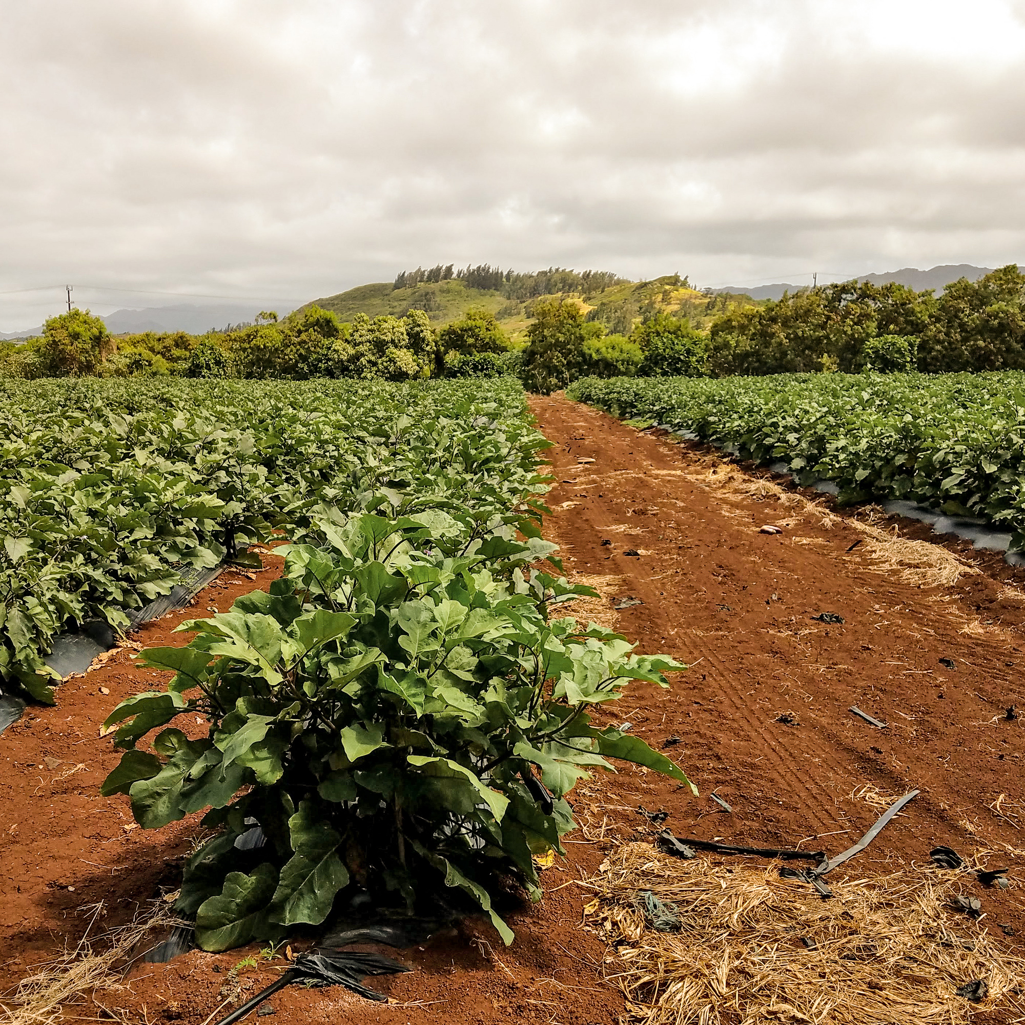 Oahu Family Fun: Kahuku Farms Tour - Aloha Lovely