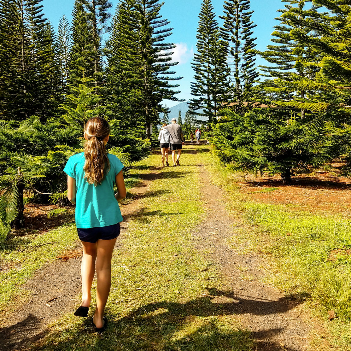 Christmas Trees in Hawaii: Helemano Farms - Aloha Lovely