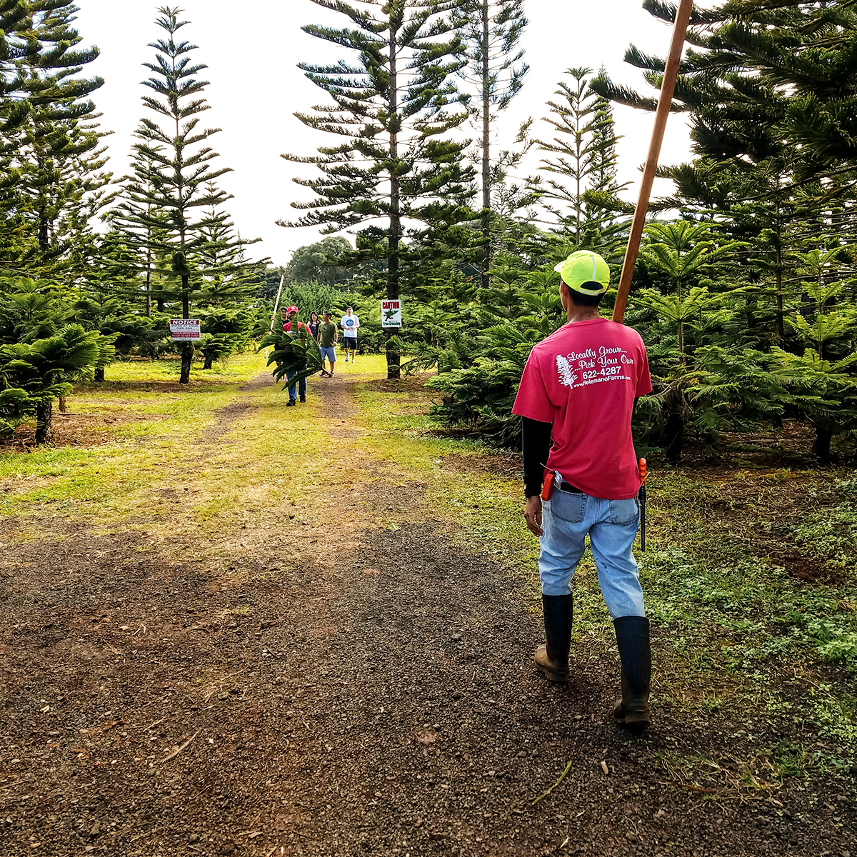 Christmas Trees in Hawaii: Helemano Farms - Aloha Lovely